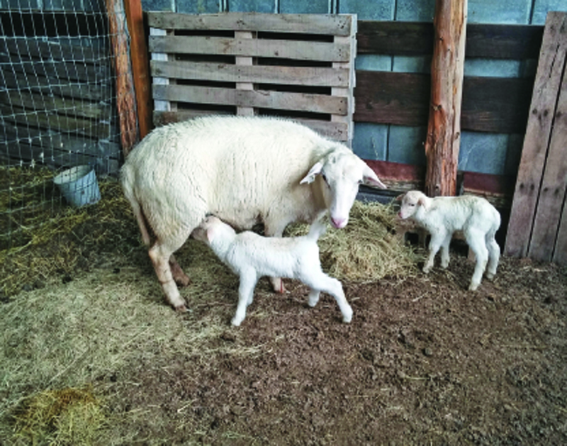 The Lamb Switch - Countryside